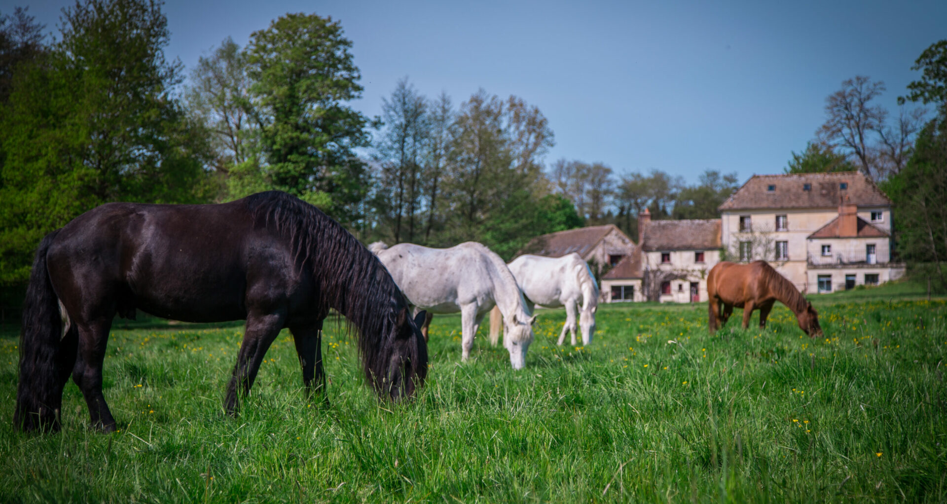 De l'équitation éthologique au Fonds de dotation - Fonds de dotation La Cense